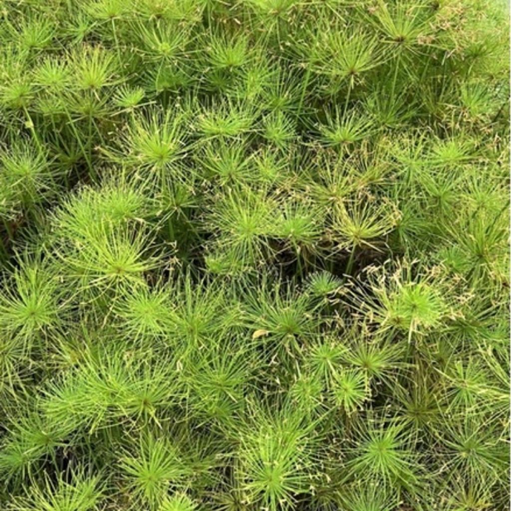 Cyperus Haspan – Mypondplants @MPP