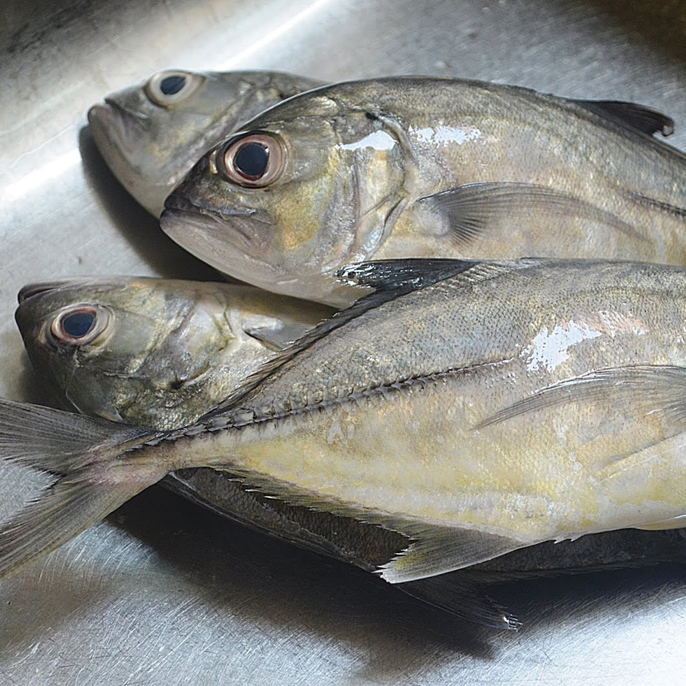 Bigeye Trevally | Ikan Nyok - Nyok – Sinar Bumi Mesra Sdn Bhd