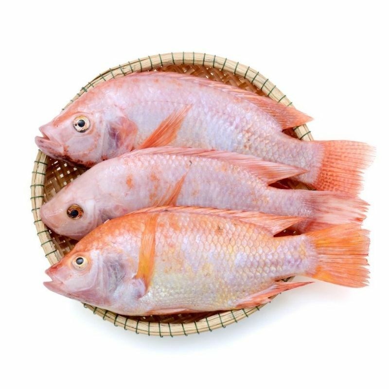 Ikan Talapia