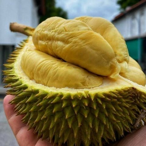 (Deliver to HongKong-香港) Premium Fresh Musang King D197 Durian 黑金新鲜猫山王 ...